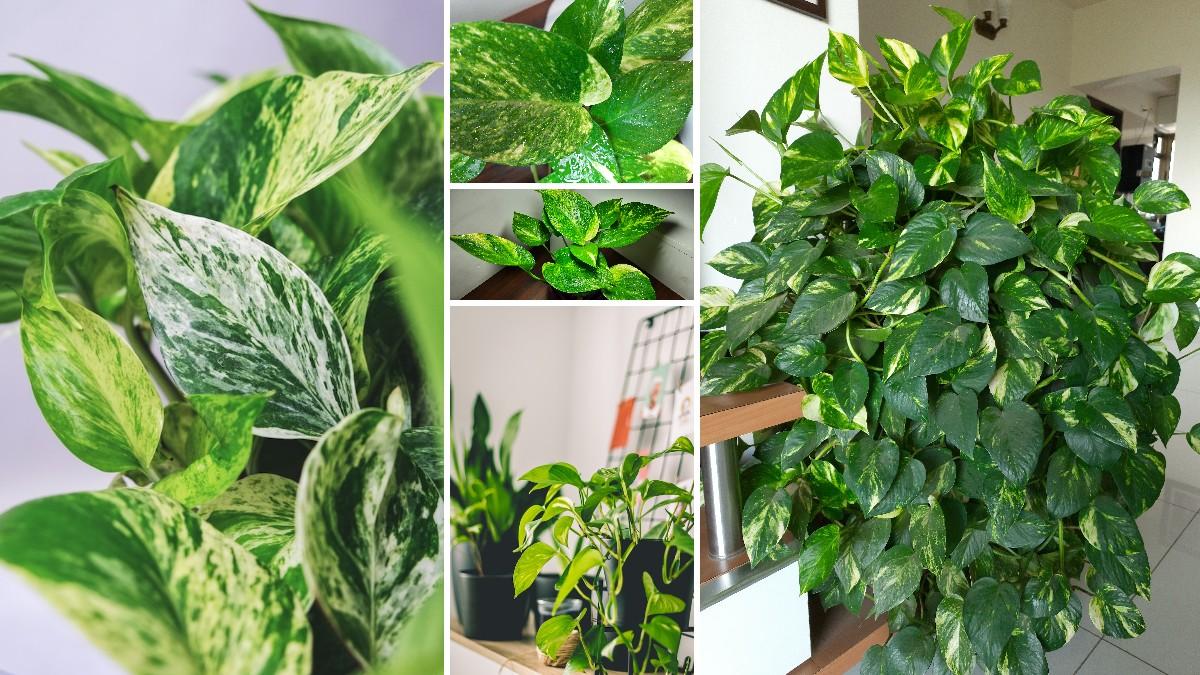 Money Plant Not Thriving Indoors? These Simple Tricks Will Turn It Into ...