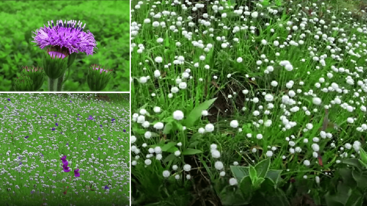 Weekend Getaway from Pune | Kaas Plateau - Maharashtra's Own Flower ...