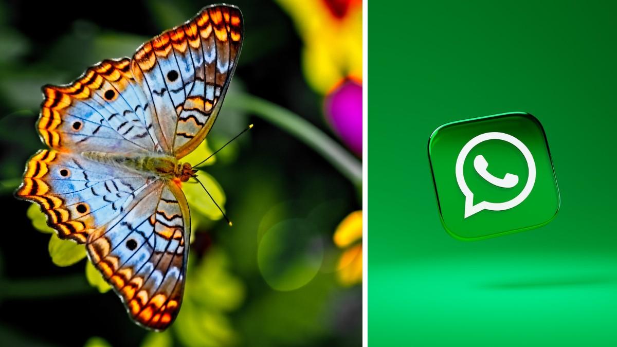 How to Send HD Quality Photos on WhatsApp: A Step-By-Step Guide - PuneNow