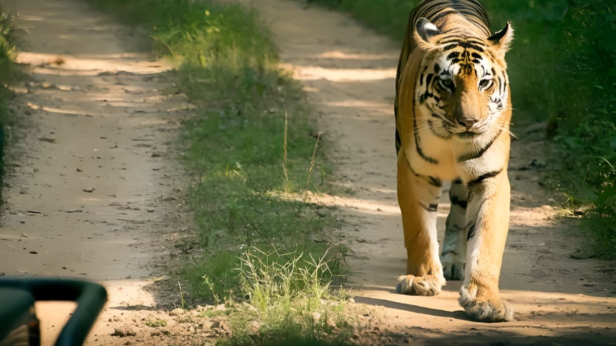 Top 10 Tiger Safaris in India: Best Parks, Summer Travel Tips, What to Wear & Must-Know Precautions