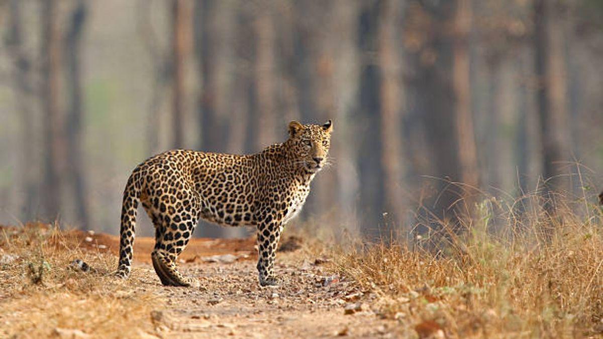 Forest department captures six leopards in Junnar in five days during a ...