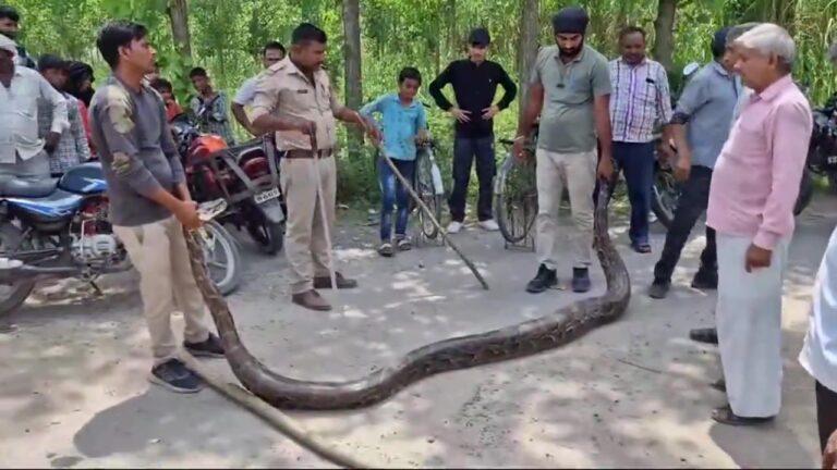 Giant Python Measuring 13 Feet and 150 kg Found and Rescued by Forest ...