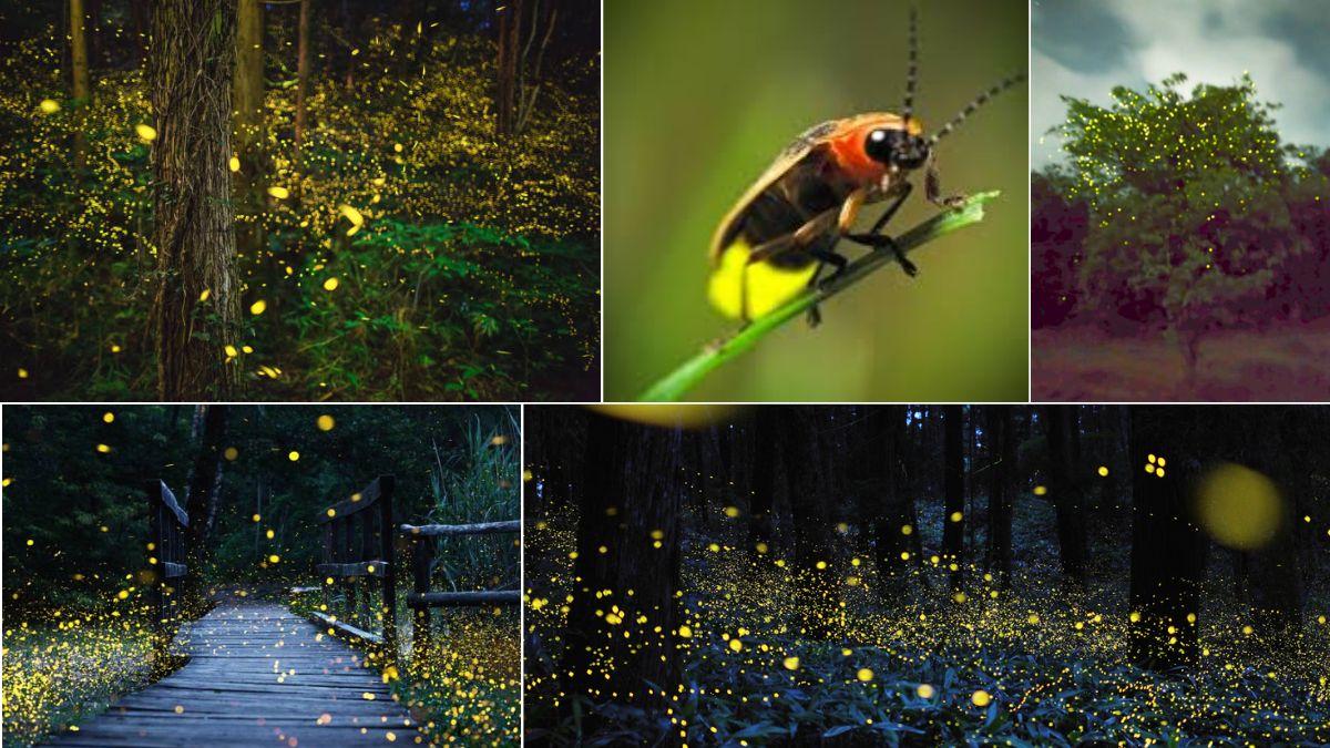 Kajwa Festival: A Mesmerizing Festival of Light in the Valleys of ...