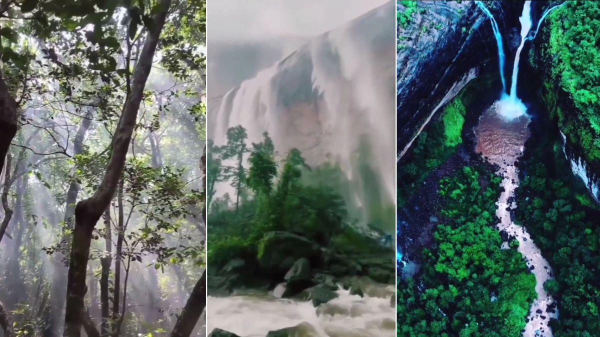 Into the Mist: Discover the Secret Forest Trek That Comes Alive in the ...