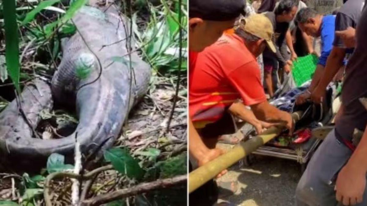 Indonesian woman swallowed by python, body of missing woman found after ...