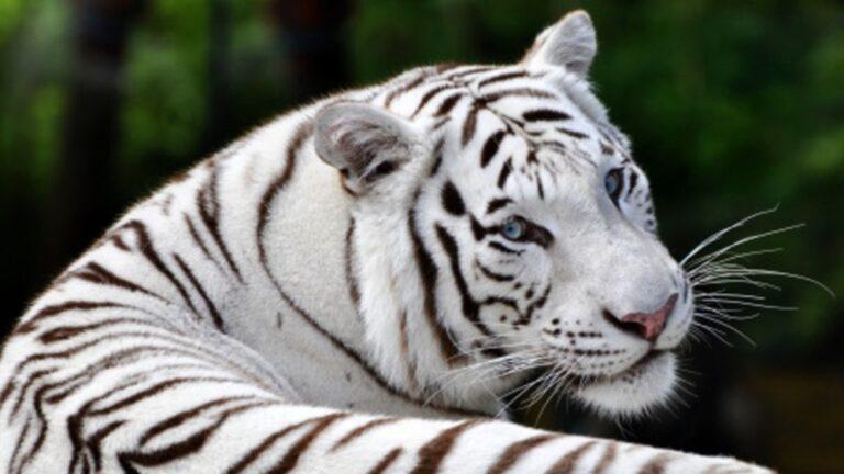 Indian forests that House the Majestic White Tigers: Top 5 destinations ...