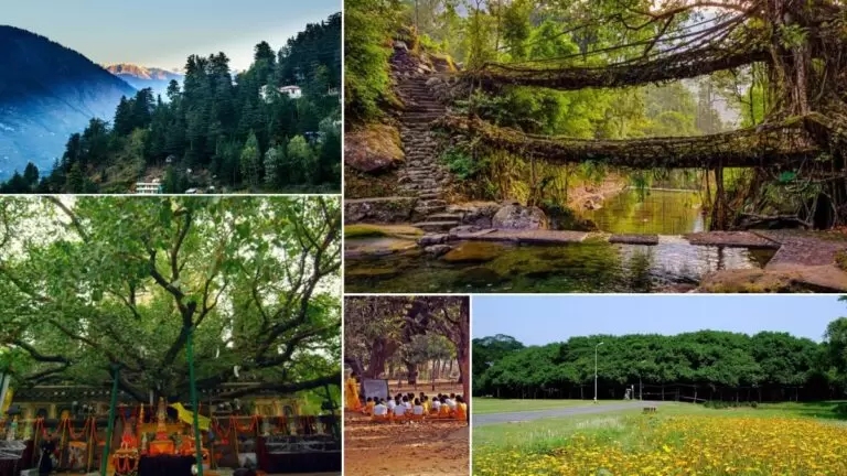India's Most Famous Trees: Here's a look at the green guardians of our ...