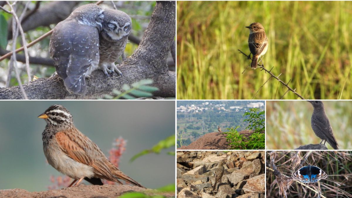 Pune: Bird sightings increase at Vetal Tekdi, over 140 species spotted ...