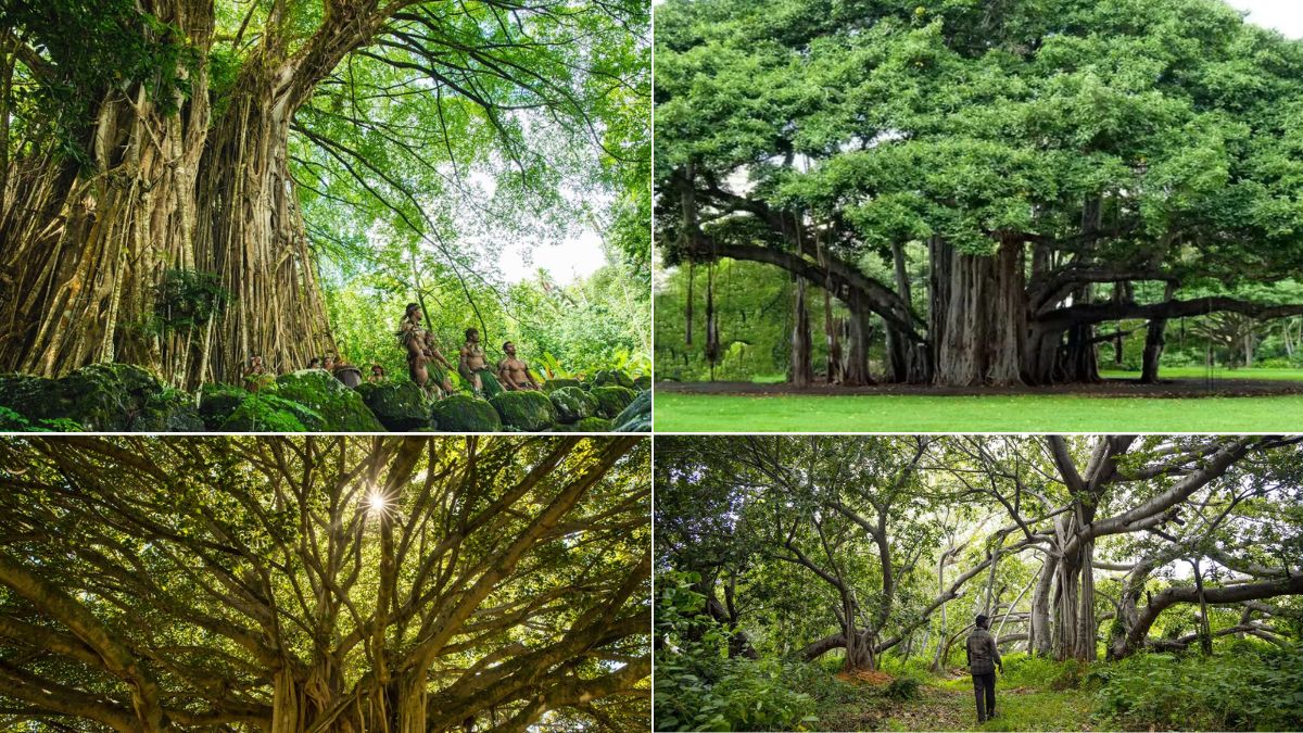 Discover the World's Largest Banyan Tree: Standing in India, it holds ...