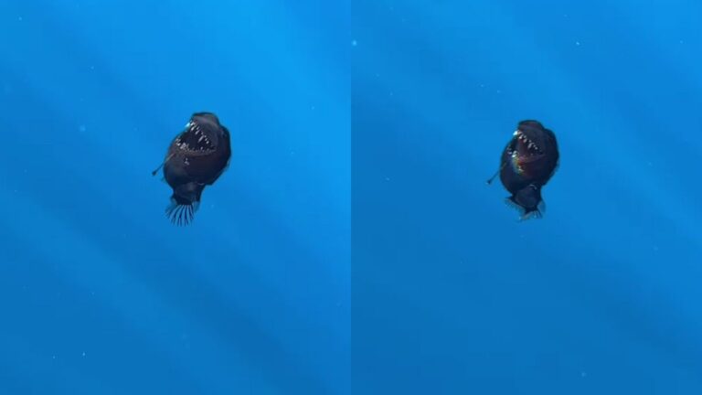 Rare Daylight Sighting of the Eerie and Creepy Black Sea Devil ...
