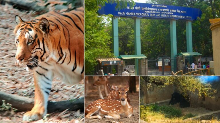 Pune: Why Rajiv Gandhi Zoological Park (Zoo) is a Must-Visit – Complete ...