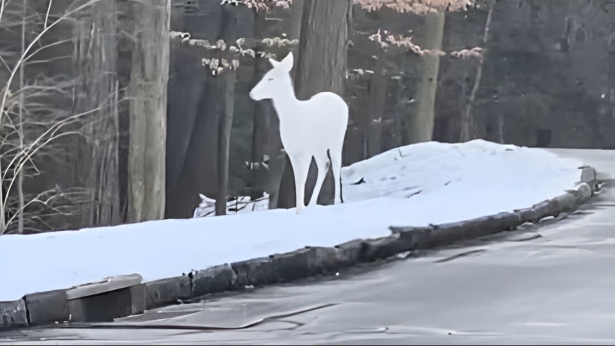 Watch: Ethereal "Snow Ghost", a Rare Albino Deer Stuns Commuter, Sparks ...