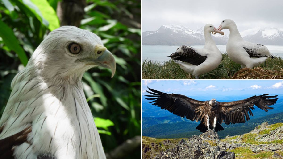 World's Largest Birds That Can Fly - Interesting Facts - PuneNow