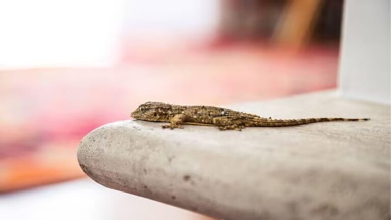 How to Get Rid of Lizards at Home: Natural Methods and Two Proven ...