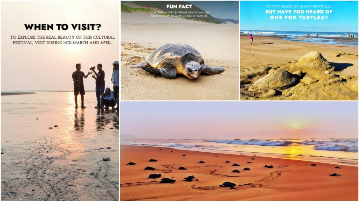 Velas Turtle Festival 2025: Witness a Rare Natural Event Unfold at This ...