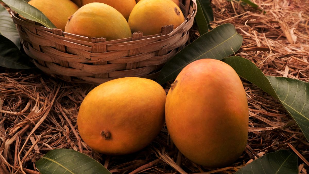Real vs Fake Alphonso Mangoes: Here’s How You Can Spot the Difference ...
