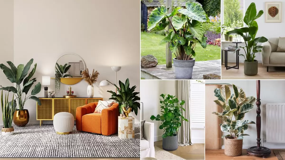 5 Lush Big-Leaf Indoor Plants That Bring Tropical Charm to Your Living Room - PuneNow