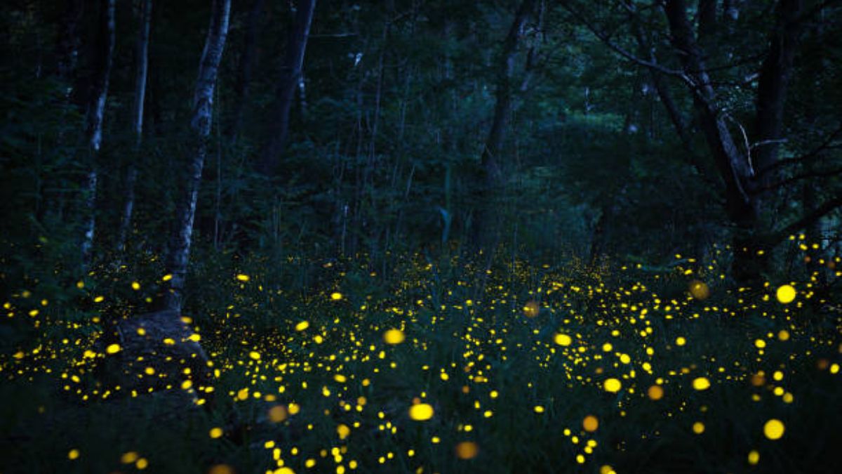 Top 5 Places in Maharashtra to Witness the Mesmerizing Dance of ...