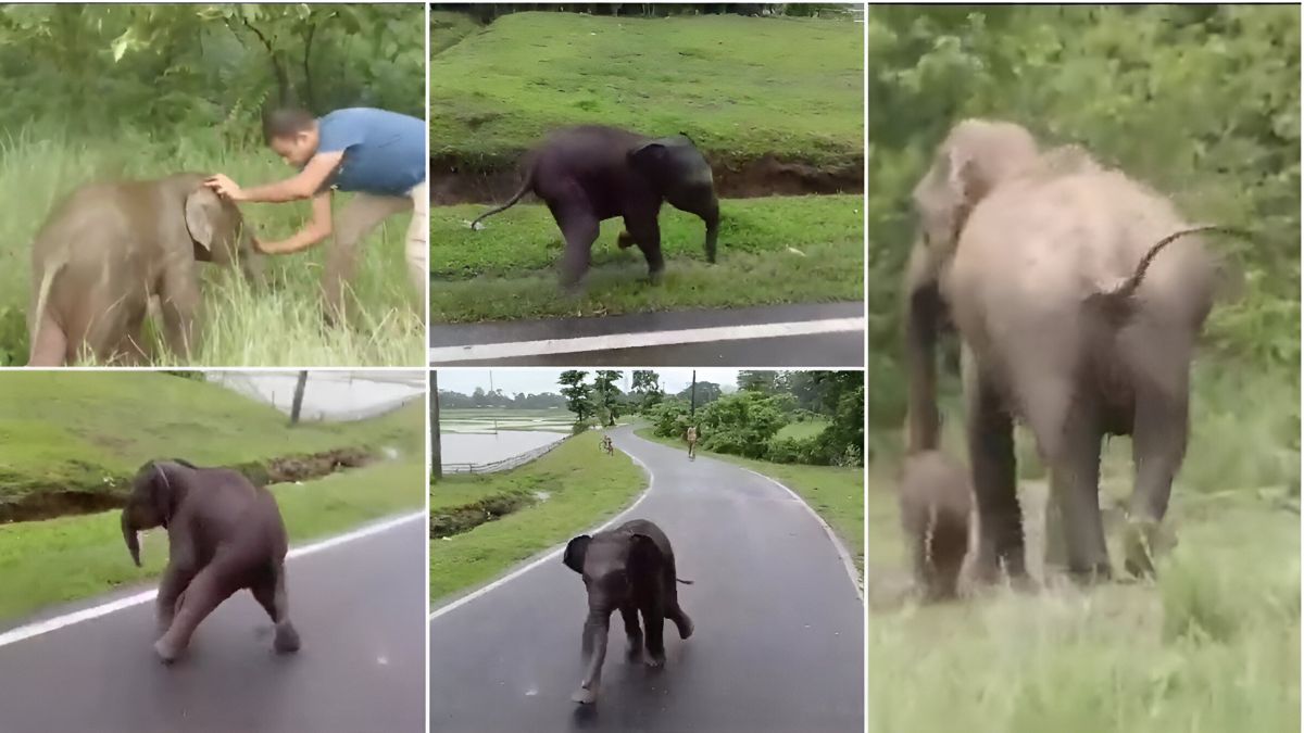 Kaziranga Forest Officials Reunite Lost Elephant Calf with Its Mother ...