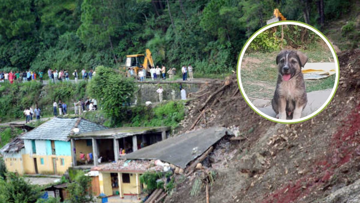 Heroic Dog Saves 63 in Himachal Landslide—Miraculous Rescue Story