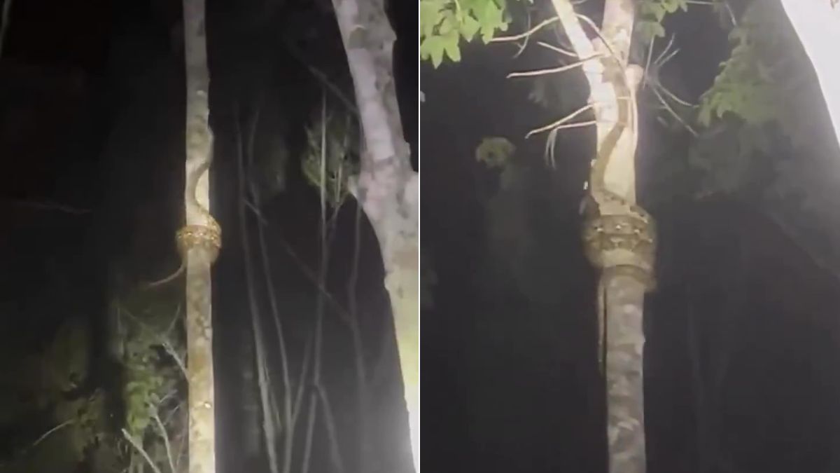 Viral Jungle Video Reveals Snake’s Never-Before-Seen Tree-Climbing ...