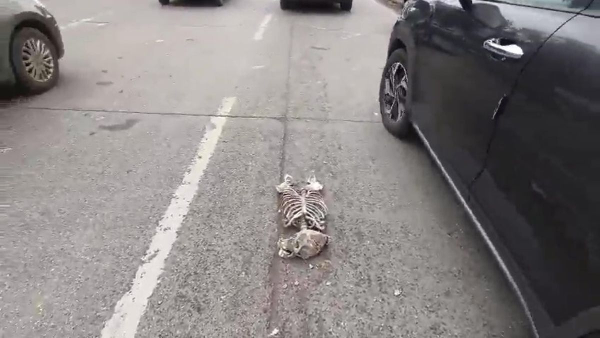 Skeleton Found at Pune’s Shastrinagar Chowk Creates Panic, Turns Out to ...