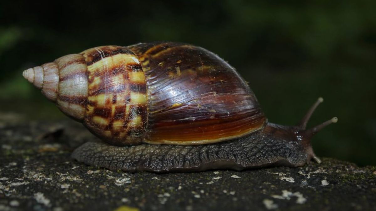 Giant African Land Snail Spotted in Sindhudurg; Experts Urge Caution ...