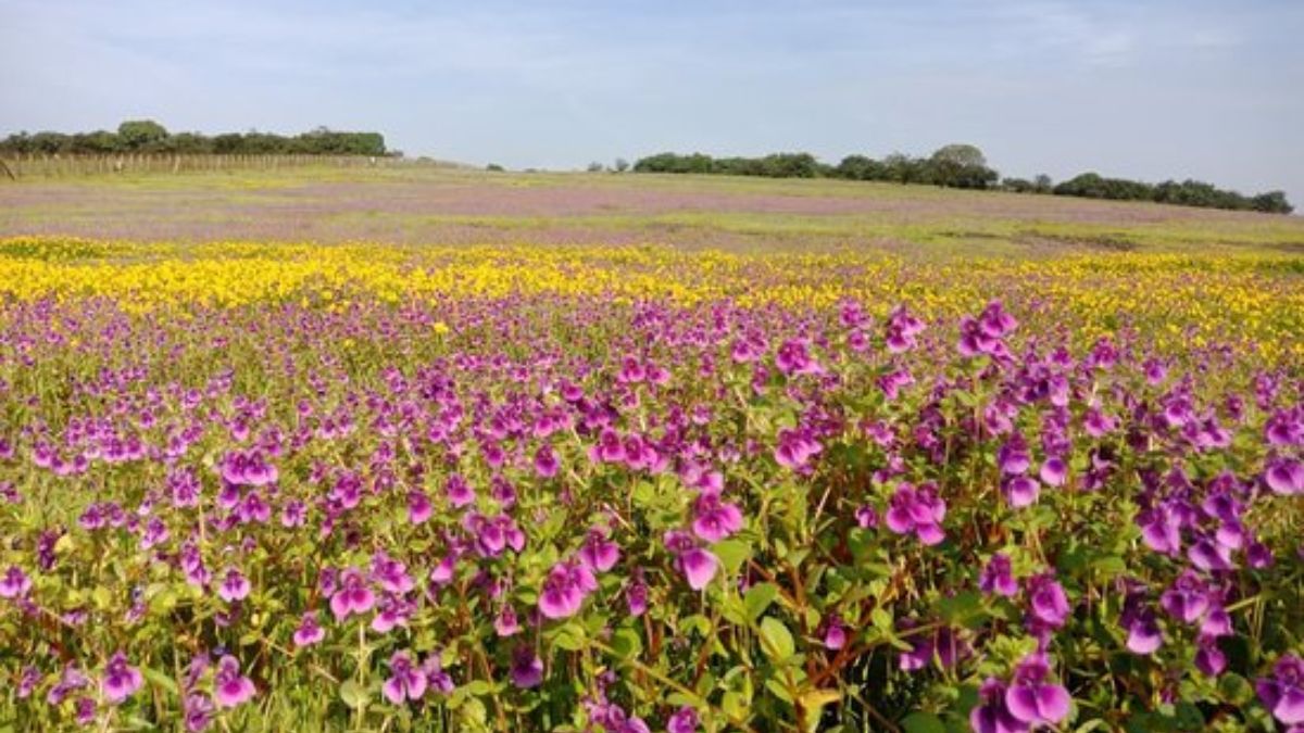 Kaas Plateau, Maharashtra's Mesmerizing Flower Valley is in Full Bloom ...