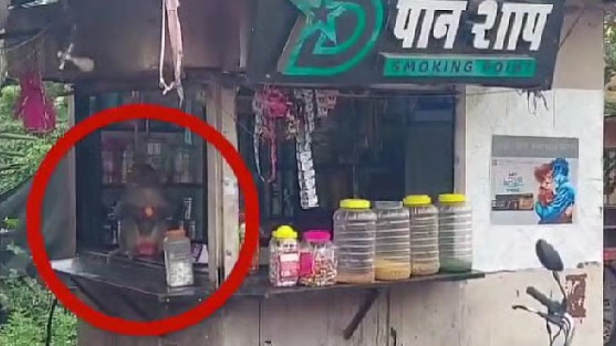 Monkey Enters Paan Shop in Pune, Locals Panic as Video Goes Viral - PuneNow