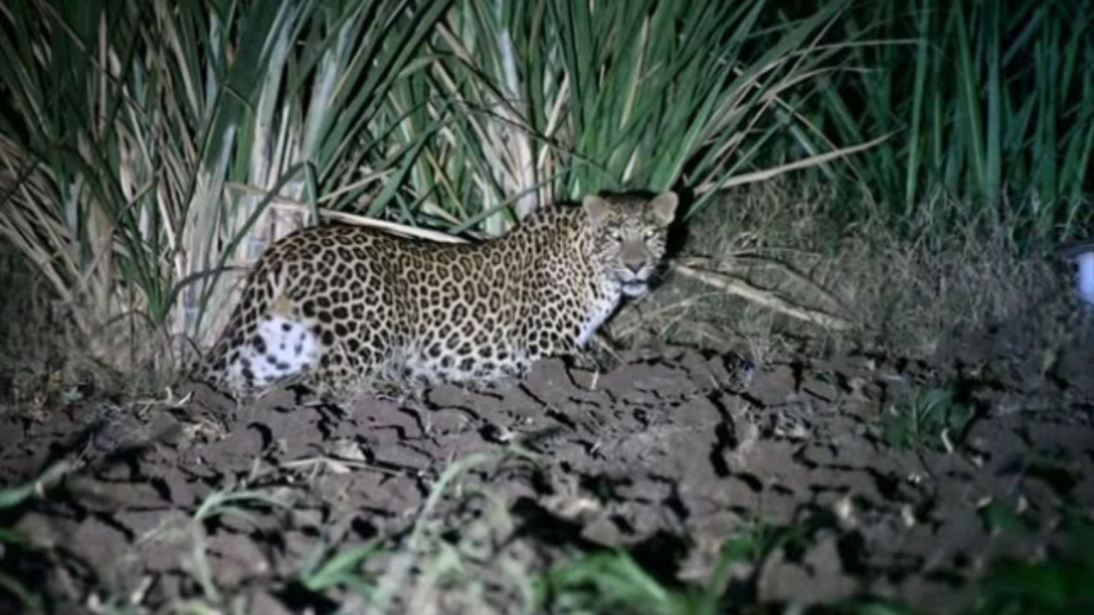 Recent Leopard Sightings in Pune: Forest Officials Urge Residents to ...