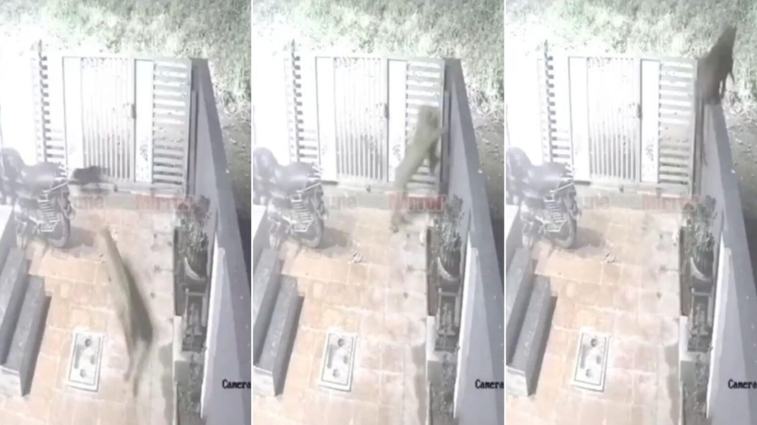Leopard Spotted Near Hinjawadi IT Park - Viral Video Sparks Panic - PuneNow