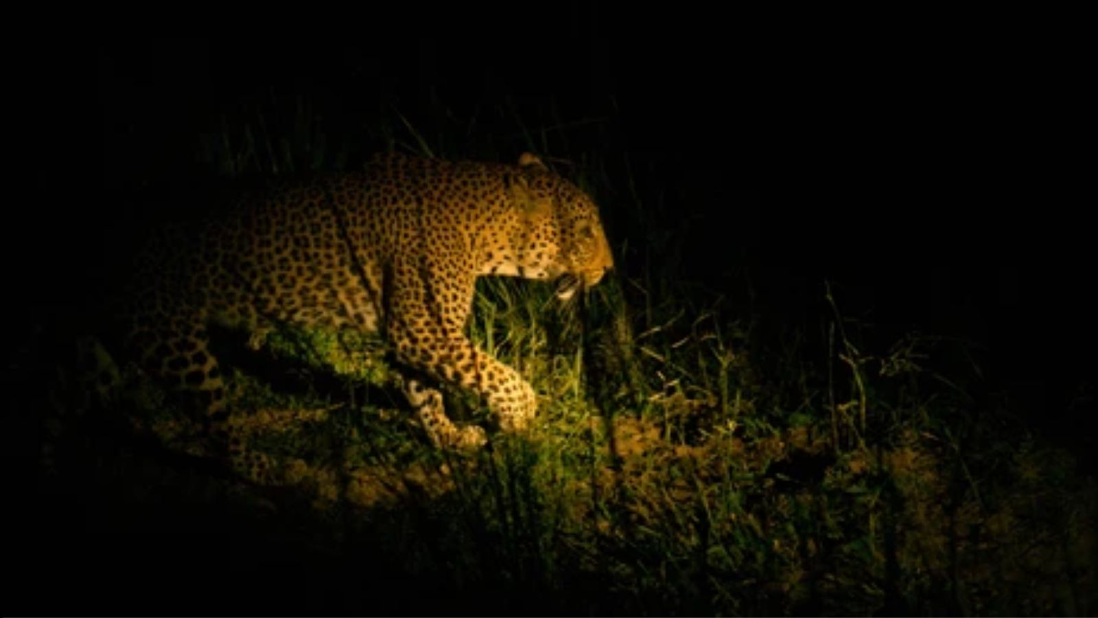 Pune: Night Leopard Safari Trend Alarms Junnar Villages as Forest ...