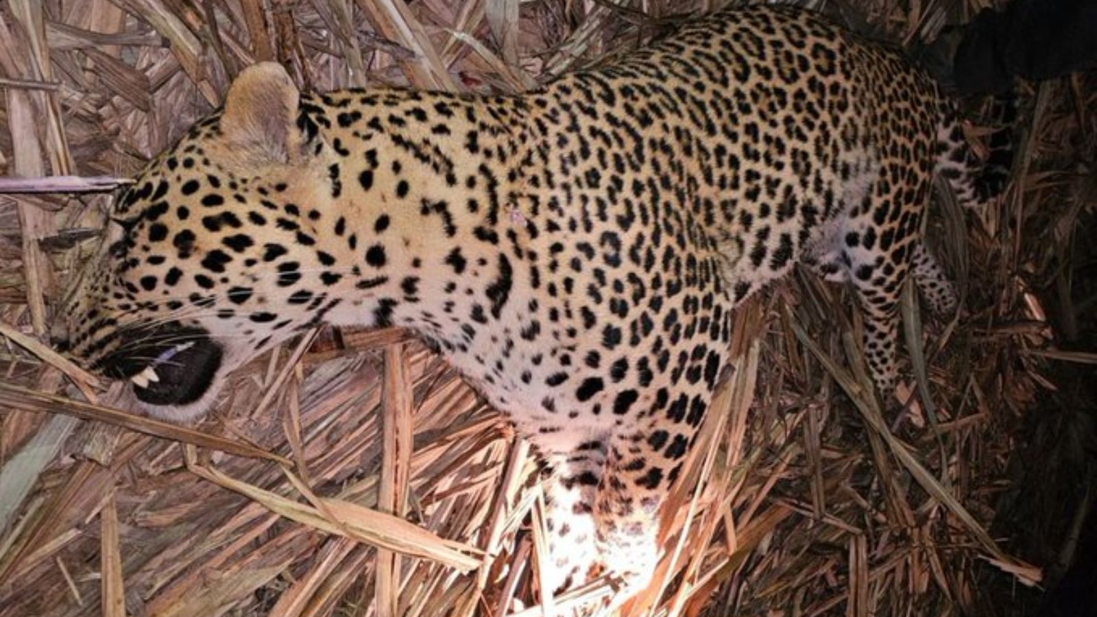 ‘Man-Eater’ Leopard Shot Dead in Pune After Series of Attacks - PuneNow
