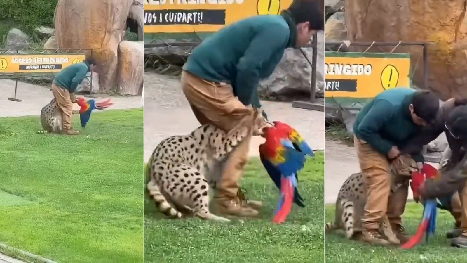 Macaw Killed During Live Show at Buin Zoo in Chile After Serval Attack ...